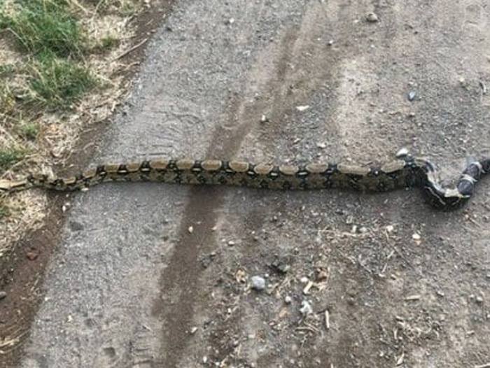 Italia: Șarpe Boa de peste 2 metri lungime, capturat într-un parc de ...