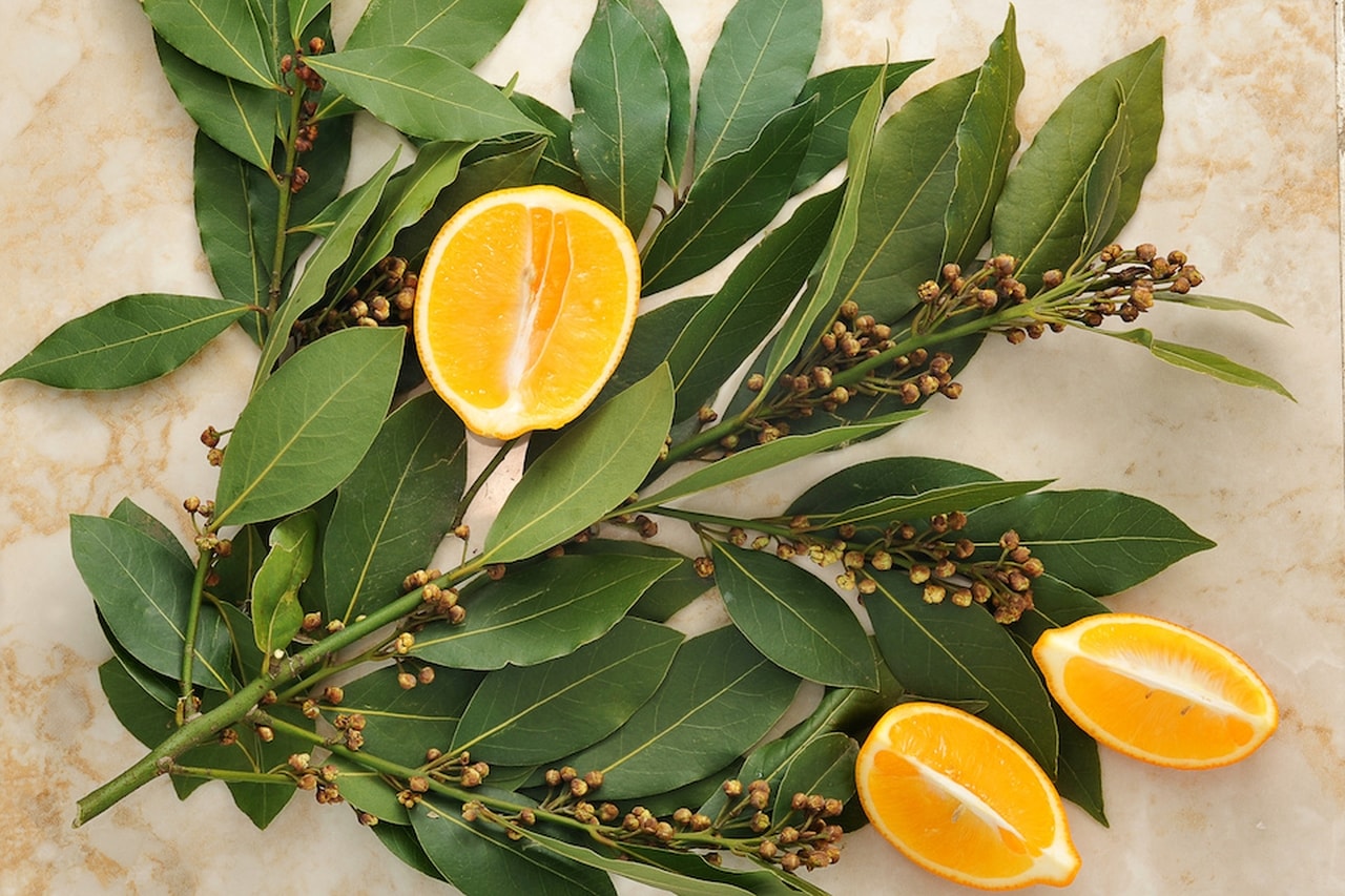 Dafinul, „alloro” italian: are efect de somnifer, calmează nervii și ...