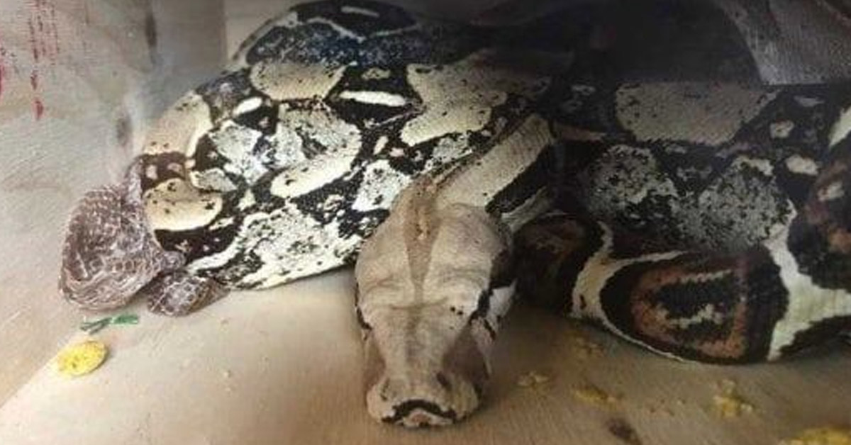 Italia: Șarpe boa constrictor lung de doi metri găsit în subsolul unei ...