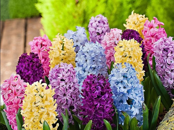 Zambila, legenda și denumirea acestei flori în Italia | Rotalianul ...