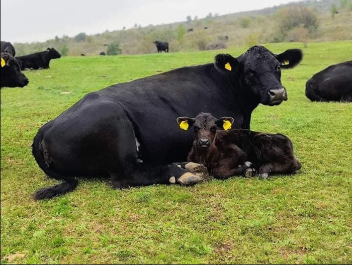 Români întorși acasă din Italia. Și-au deschis ferme cu vaci din rasa ...