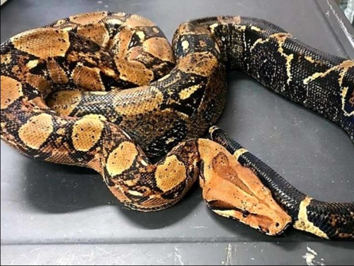 Șarpe boa găsit într-un parc din Italia. Proprietarul este căutat de ...